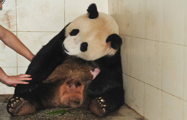 US-born panda gives birth to eighth cub