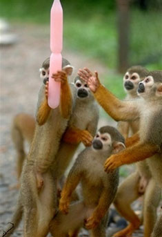 Monkeys relieve heat in Hefei