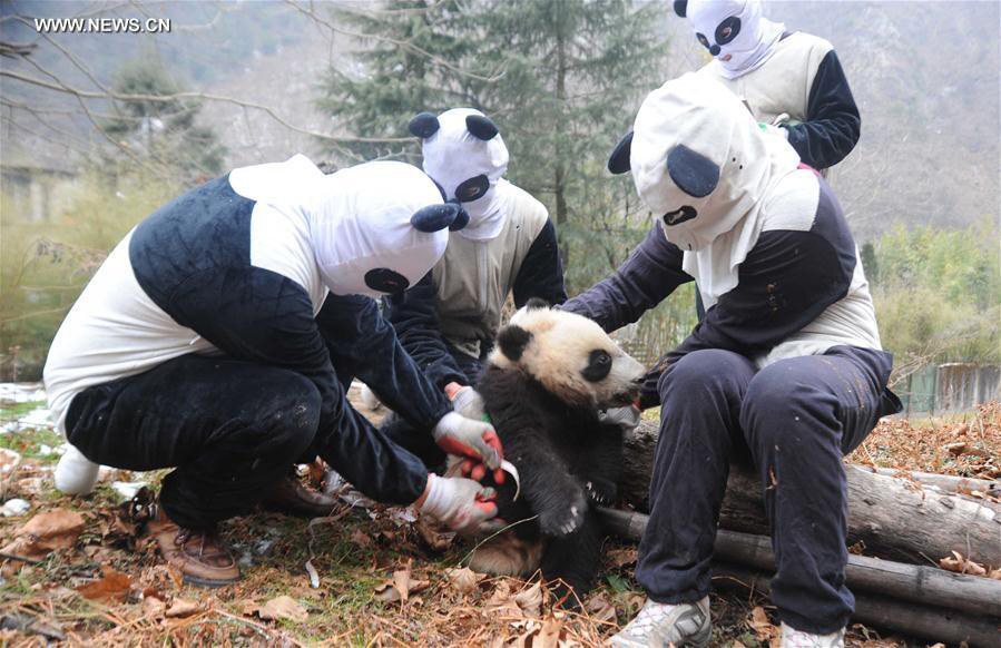Captive bred Giant Pandas Return To Wild After Training 1 Chinadaily