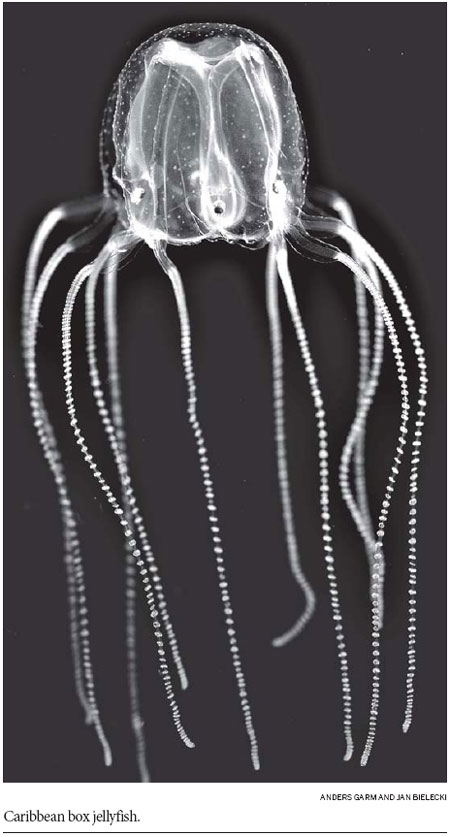 Spineless creatures with minds of their own - Chinadaily.com.cn