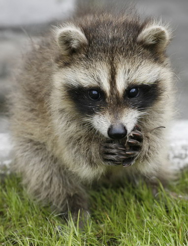 Raccoon cubs in Russian zoo
