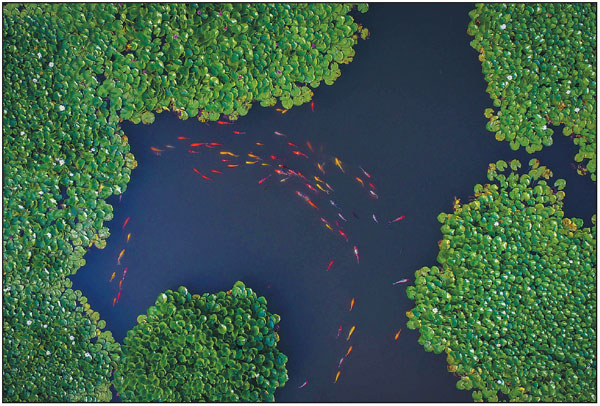 Cleanup program helps lake become thriving tourist hub - Chinadaily.com.cn