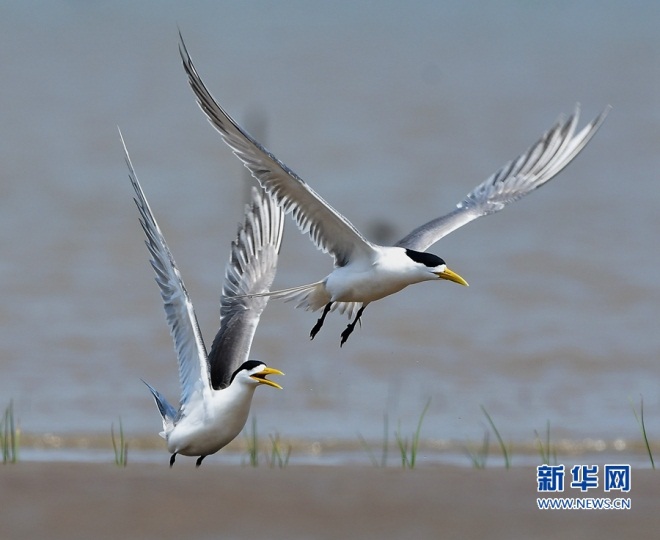 In pics: Greater crested terns forage in the estuary[6]