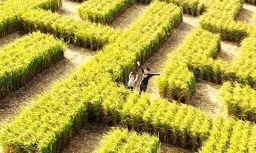 Rice, camera, action at Dianshan Lake!