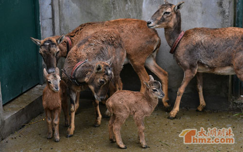 Baby argali born in Wuxi