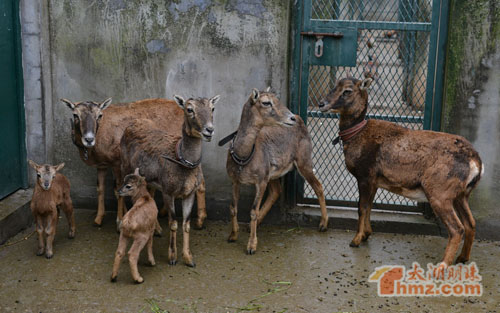 Baby argali born in Wuxi