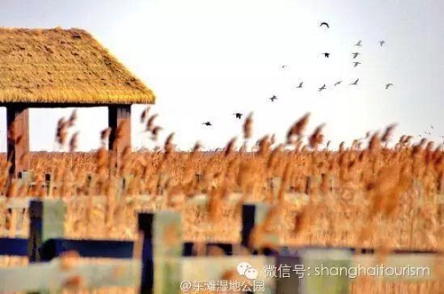 Unique ways to experience winter in Shanghai[2]