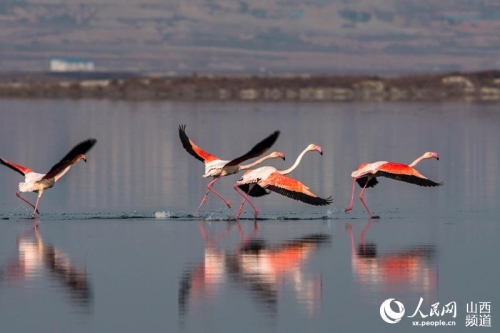 Shanxi's Yanhu Lake records growing flamingo population[2]