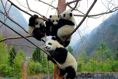 Giant pandas play in Wolong