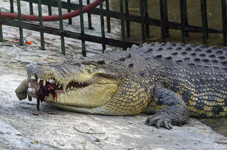 Crocodile bites off man's arm