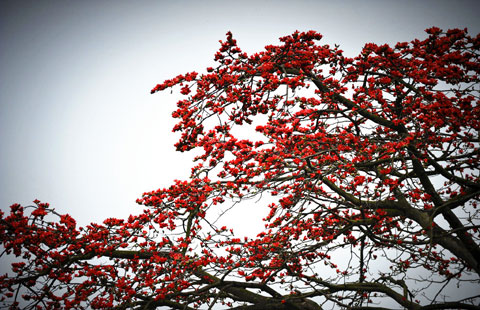 Red kapok flowers, as red as fire[1]- Chinadaily.com.cn