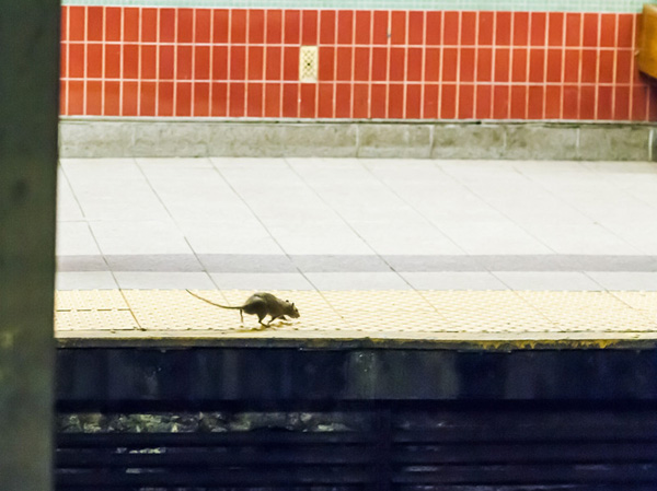 New York City home to only 2m rats - World - Chinadaily.com.cn