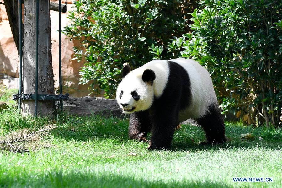 Giant panda in French zoo gives birth to twin cubs, one dies[8 ...